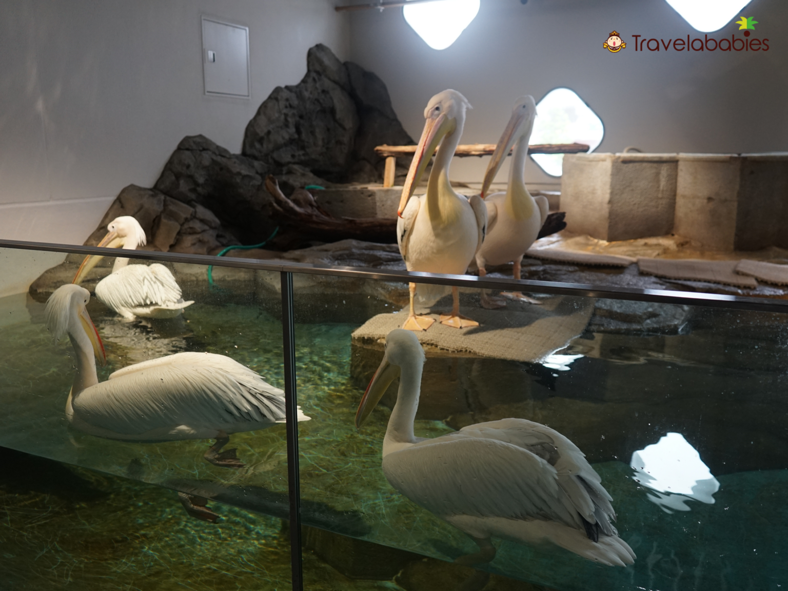 【日本親子景點】活生生的大阪博物館NIFREL！結合水族館、動物園、美術館三大設施 - Travelababies - 親子旅遊資訊平台